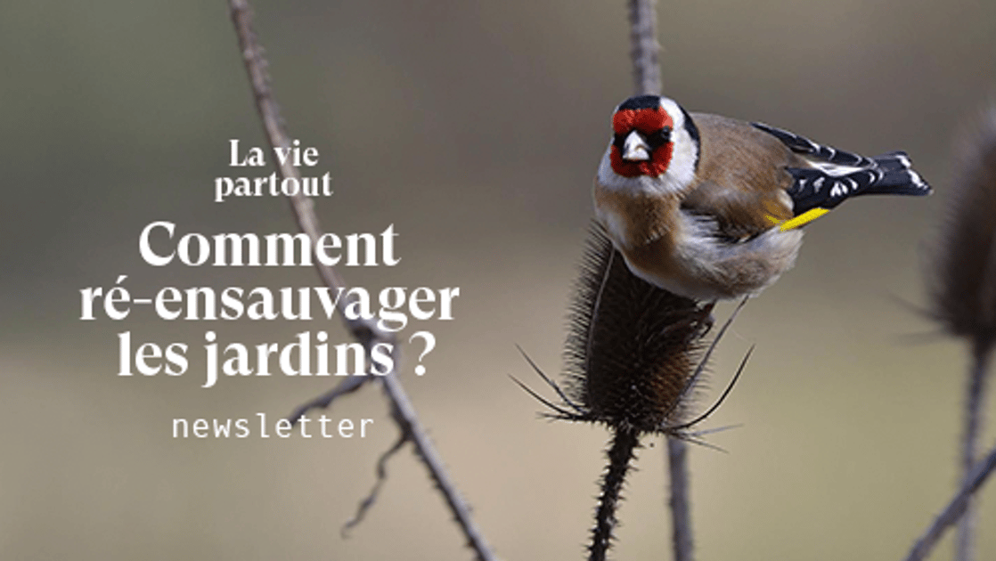 Je sors un kit pour ré-ensauvager les jardins